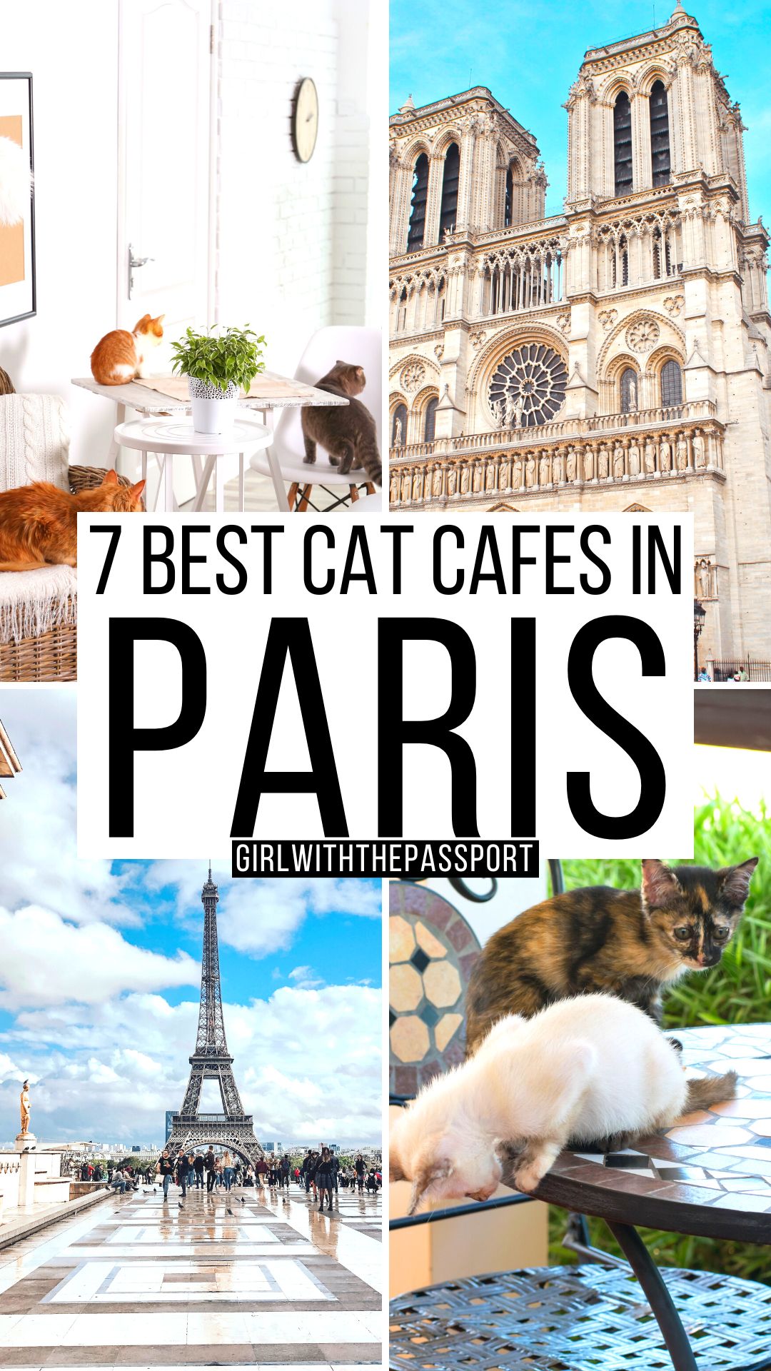 Cat Cafe Paris – Cat Cafe Paris France – IRMT