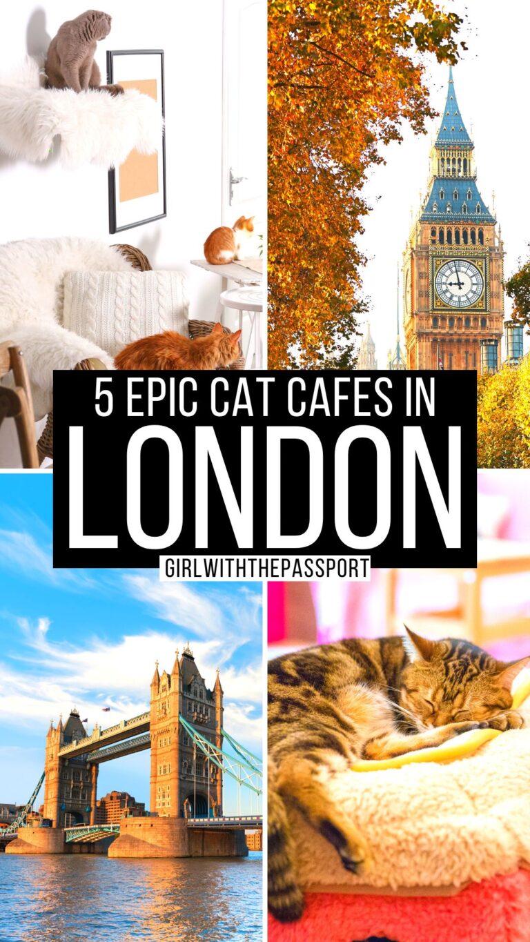 5 Best Cat Cafes in London: Amazing Local's Guide for 2023