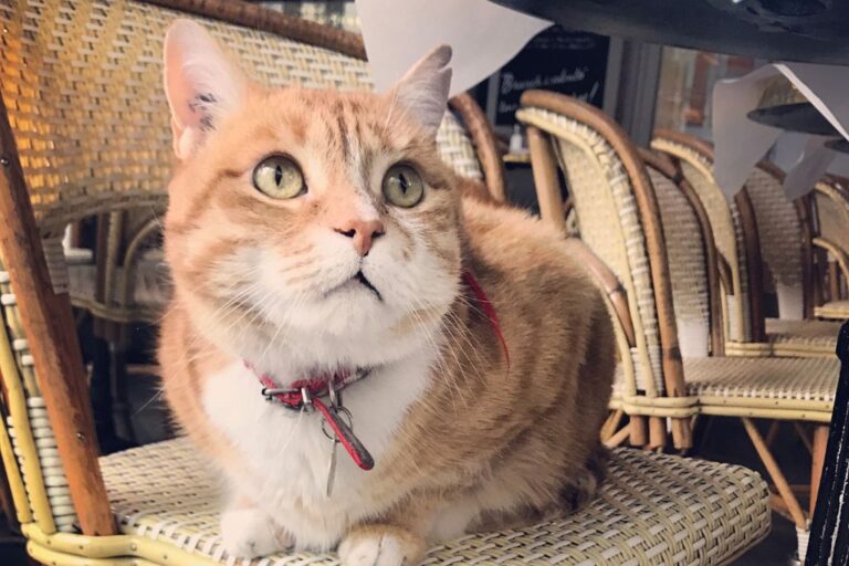 7 Best Cat Cafes in Paris + Amazing Secret Tips for 2023
