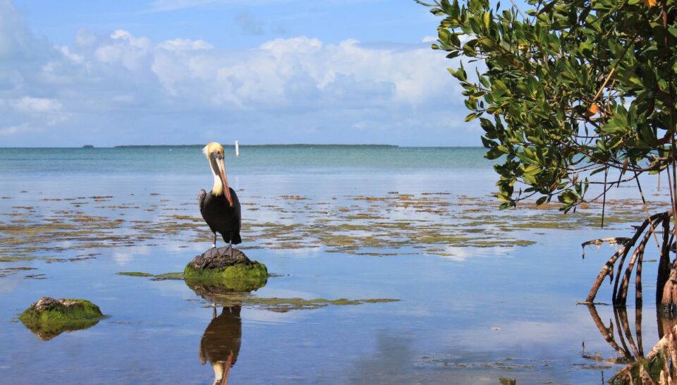19 Most Beautiful Places in Florida + Amazing Expert Tips